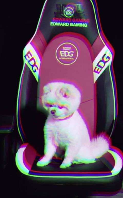 EDG开始整活—EDG队宠NICE同步复出-直播吧zhibo8.cc