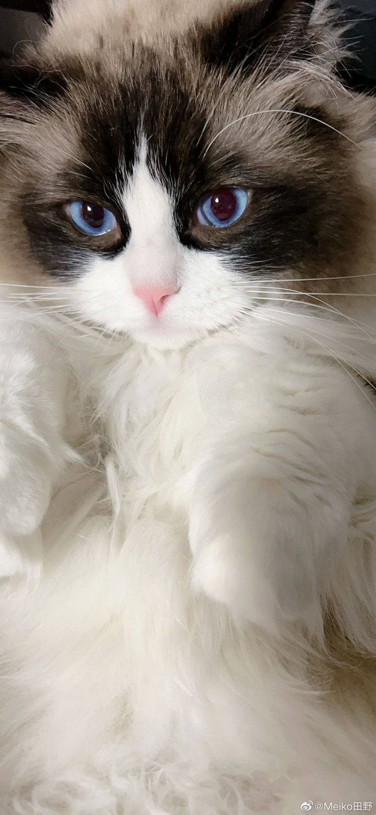 EDG.Meiko与他的猫！用我的荣誉让你永生-直播吧zhibo8.cc